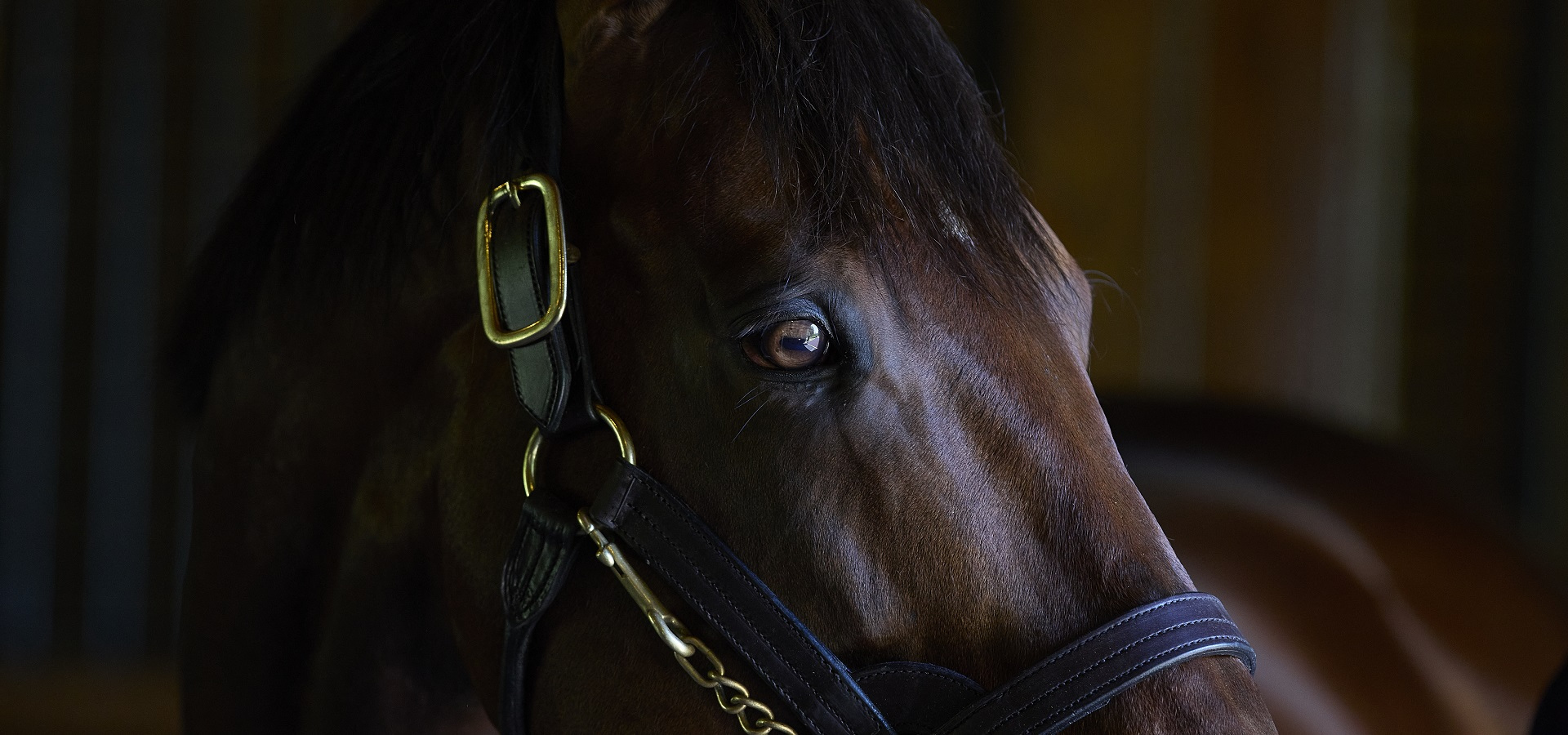 Coolmore America | Farms