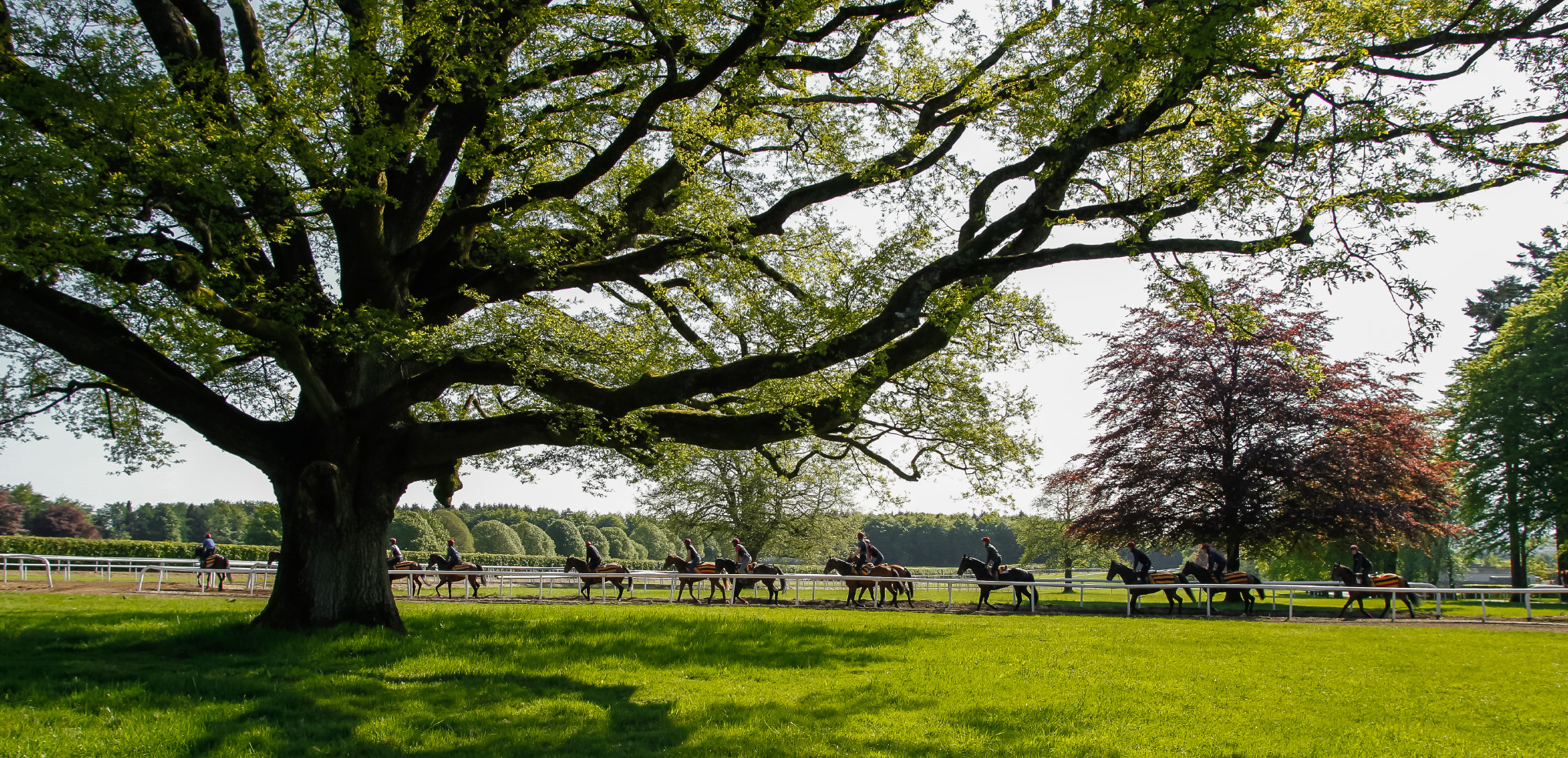Ballydoyle’s Declarations for Royal Ascot, Saturday 21st June.