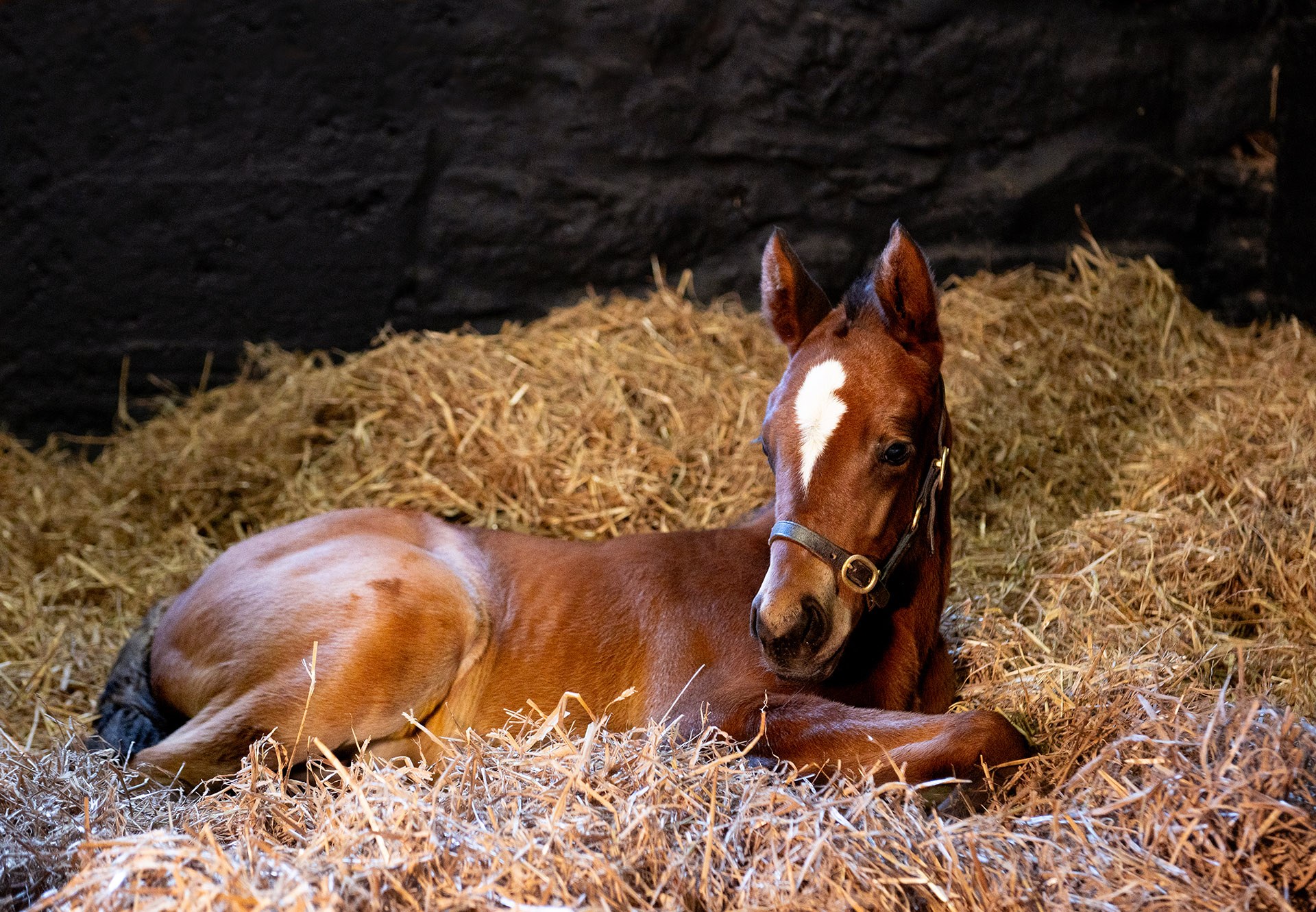 First Foal Arrives For Blackbeard