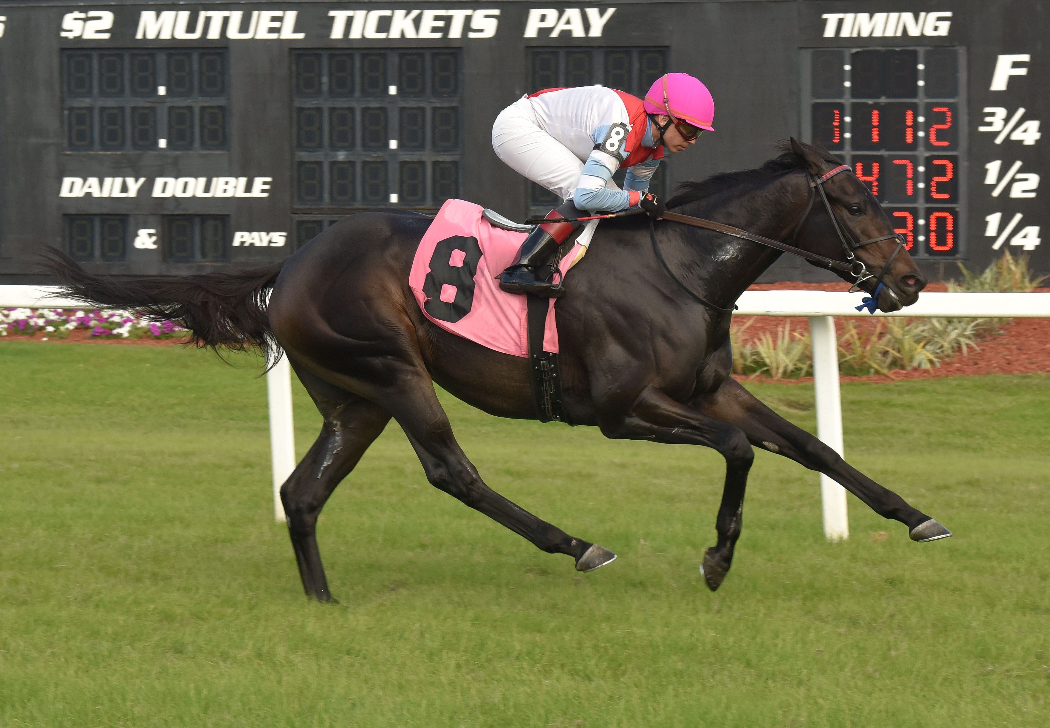 Juvenile Double For Uncle Mo At Tampa Bay Downs