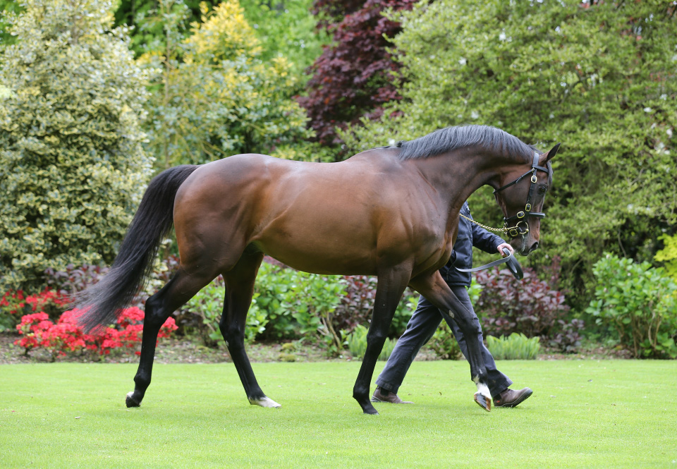 Sister To Russian Camelot Sold To Continue Career With Rouget