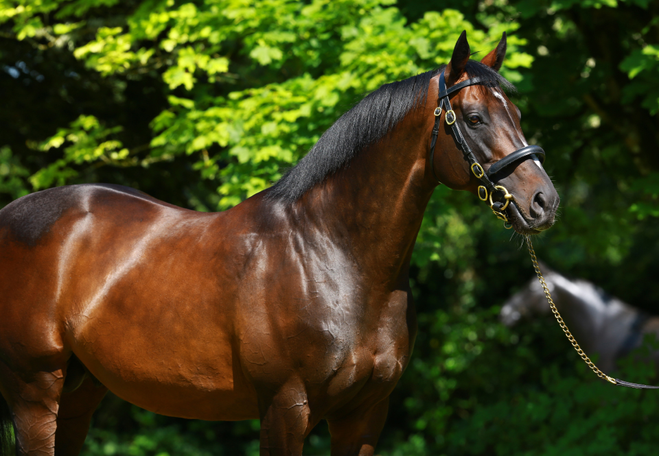 Son Camelot Makes It Two From Two On Return Son Camelot Makes It Two From Two On Return