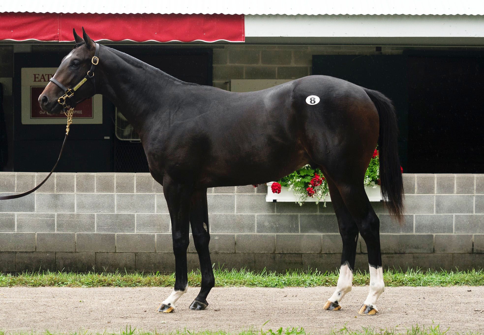 $350,000 Classic Empire Colt Kicks Off Keeneland September