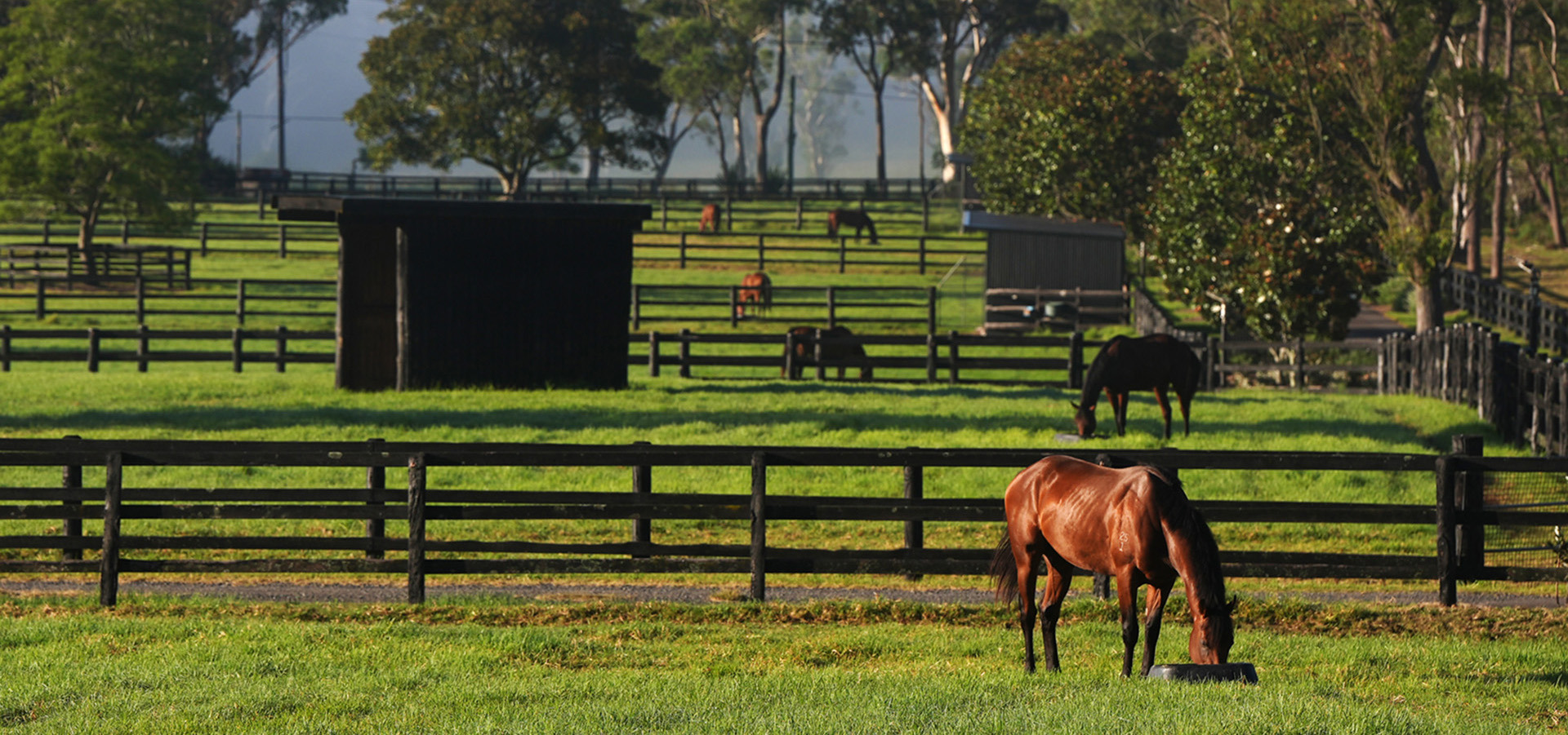 Mt White Farm | Farms