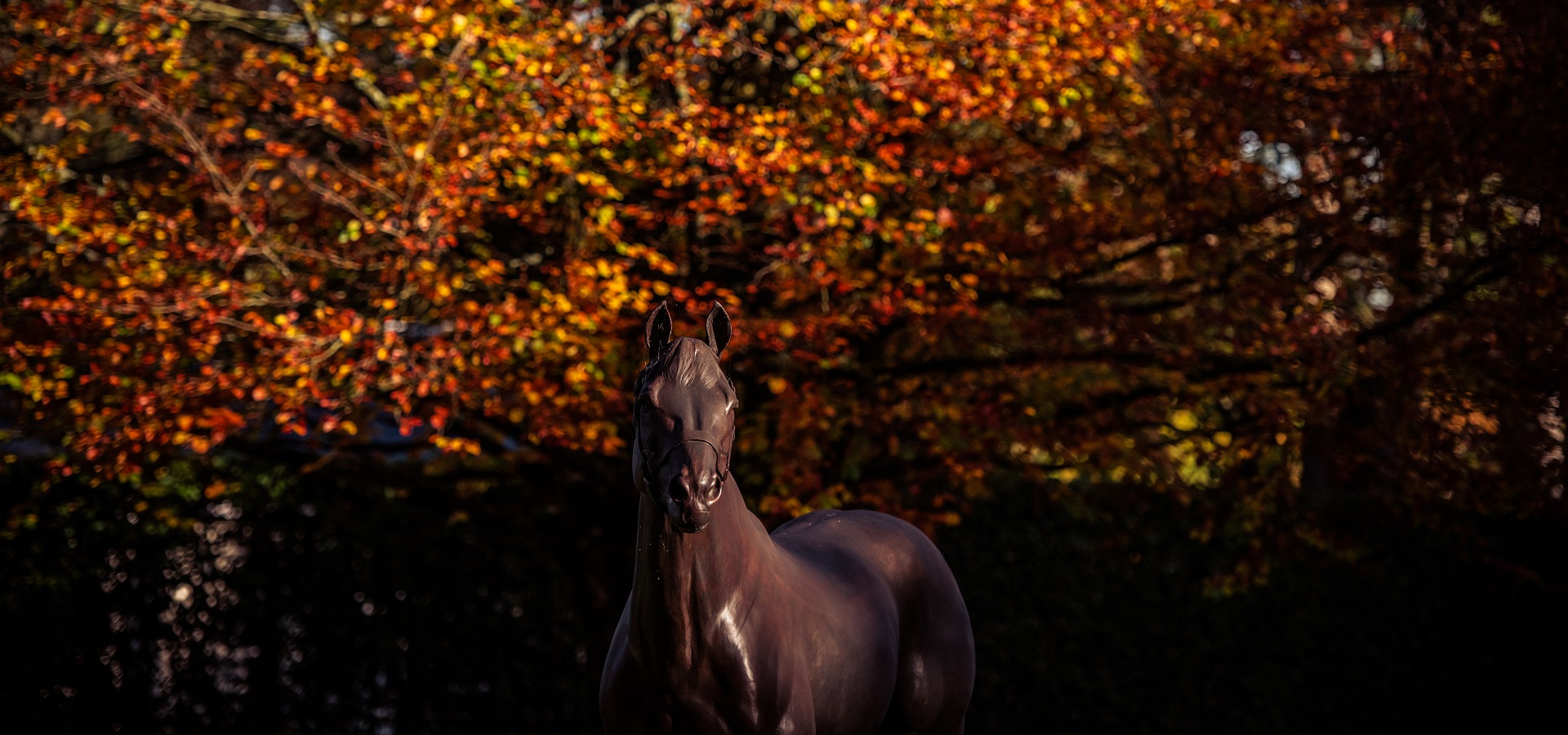 Coolmore Ireland | Farms