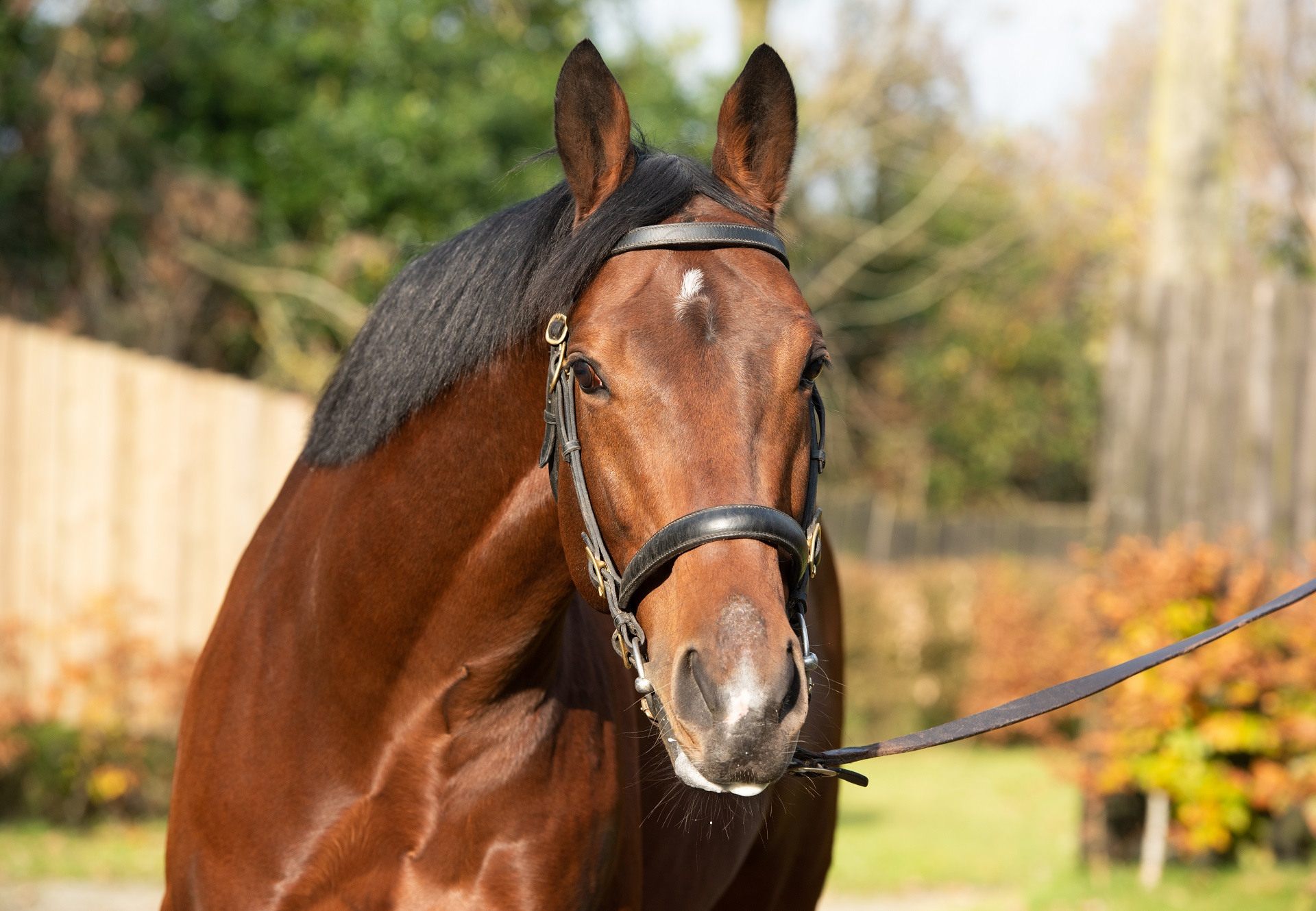 Crystal Ocean Filly Claims First Hurdle Win