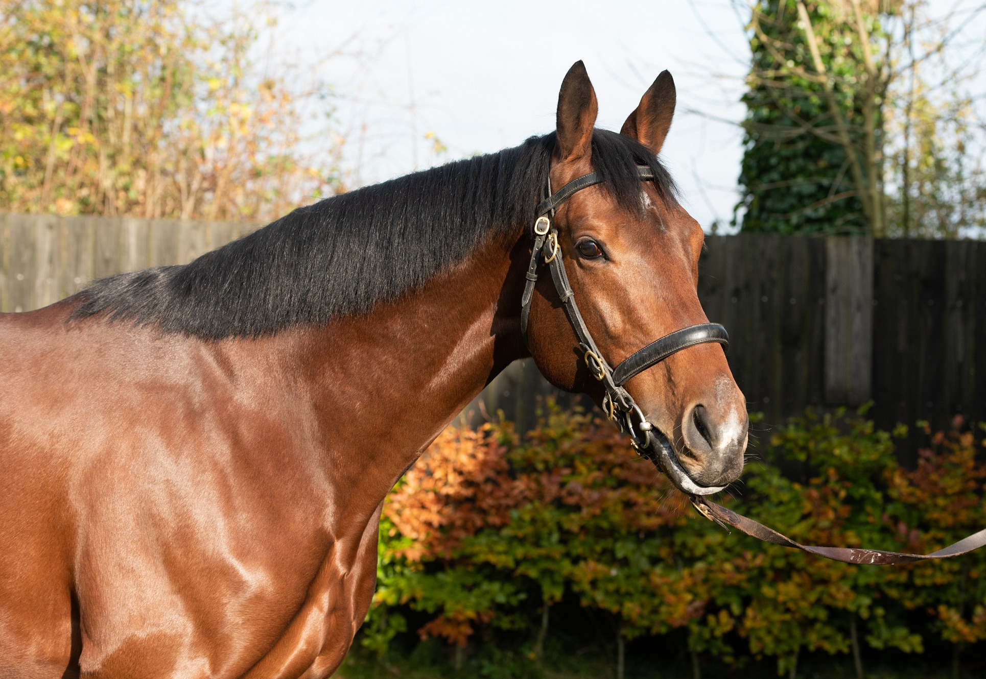 Crystal Ocean’s Stock Sparkles At Goffs