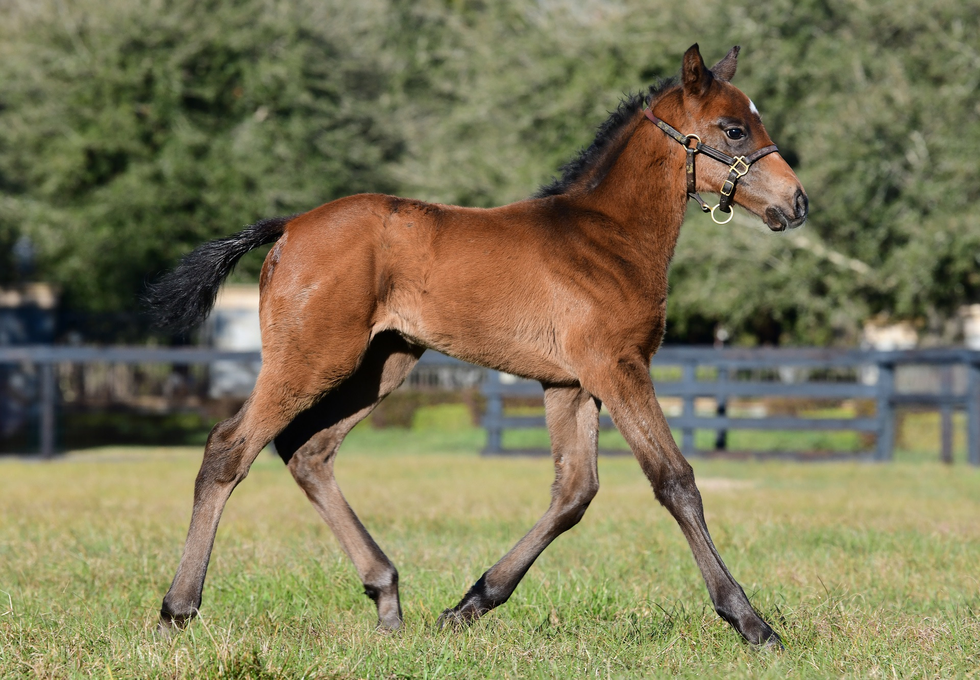 First Foal for Cupid