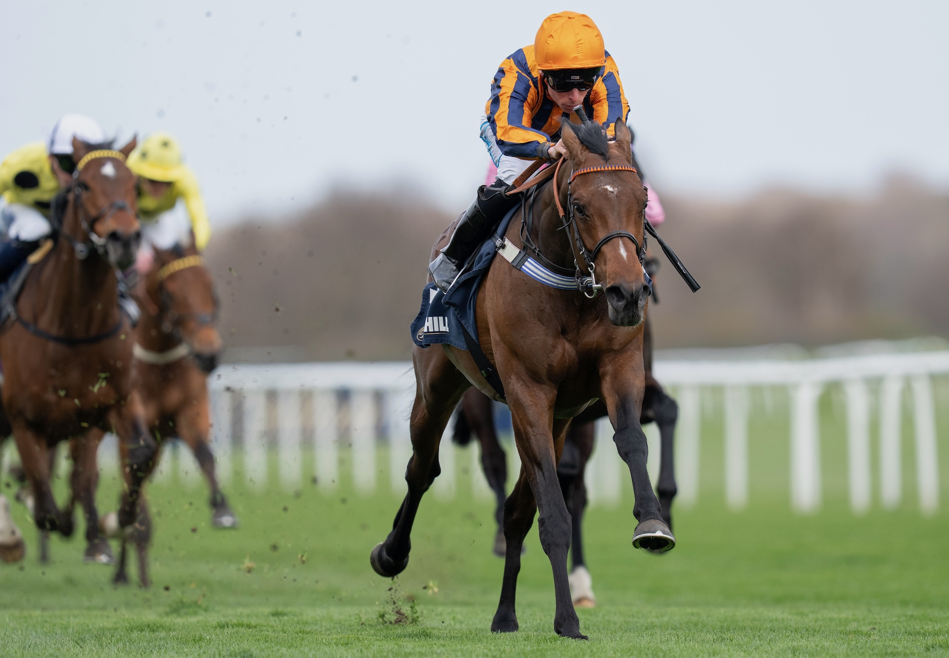 Impressive Camelot Colt Targets Lockinge Stakes