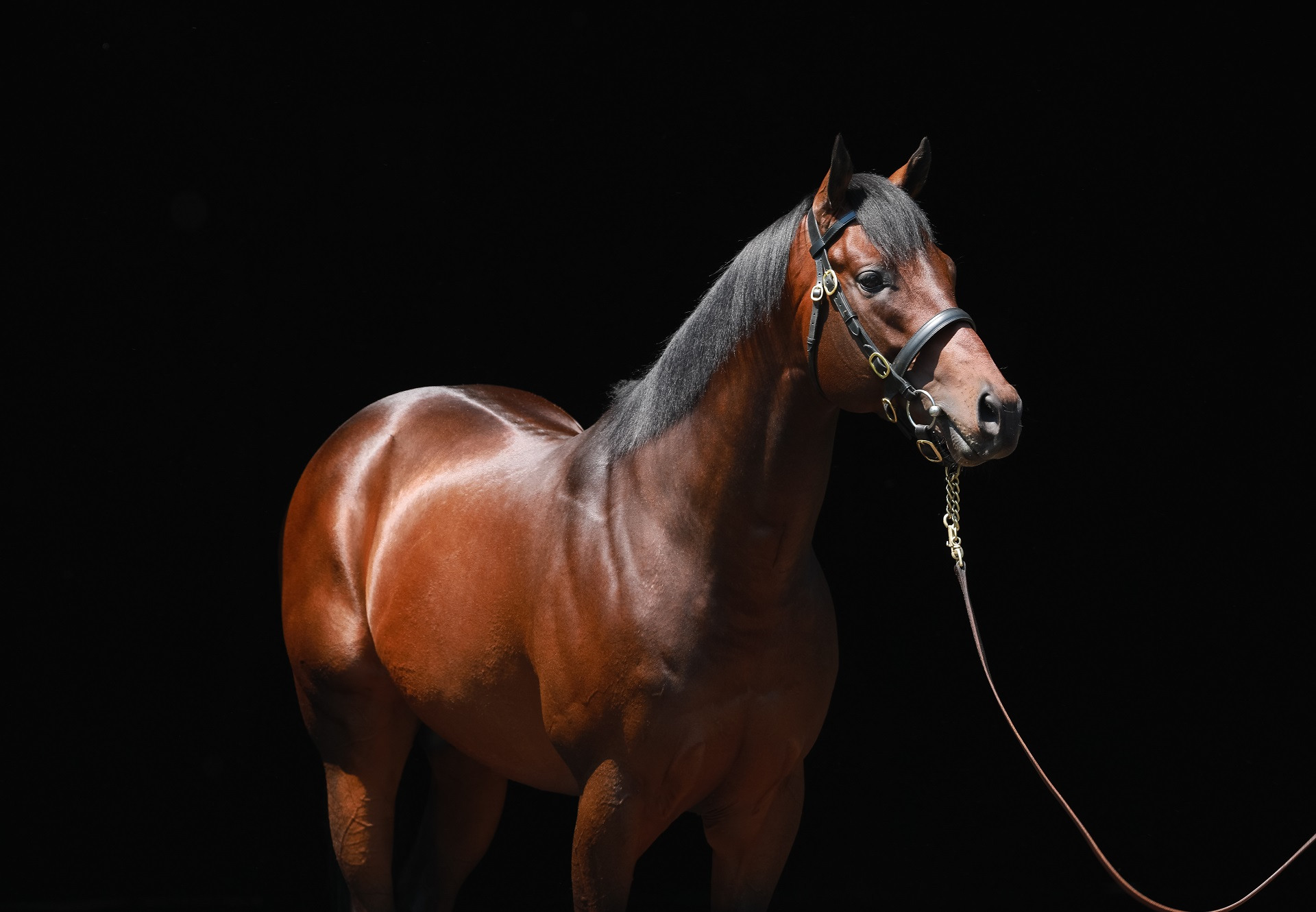 First Echo Town Foals Impress!