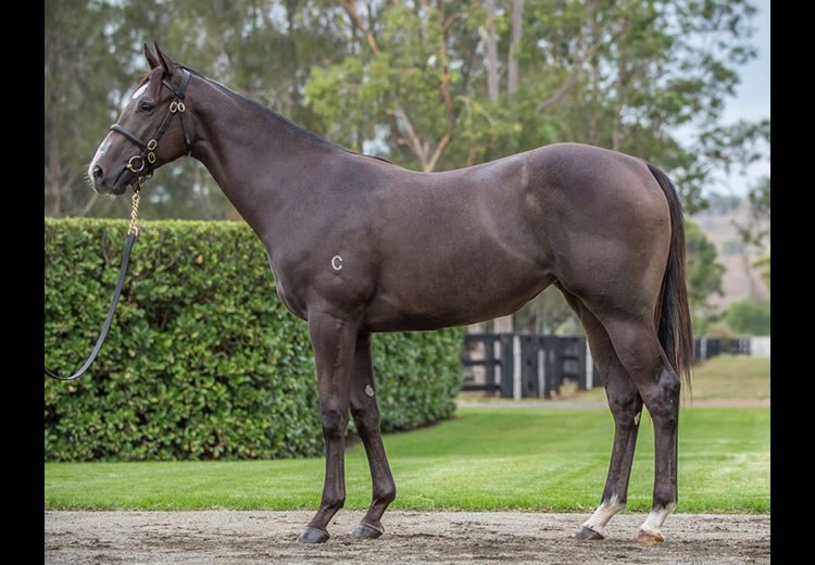 $1.1 Million Filly Stars for Pierro