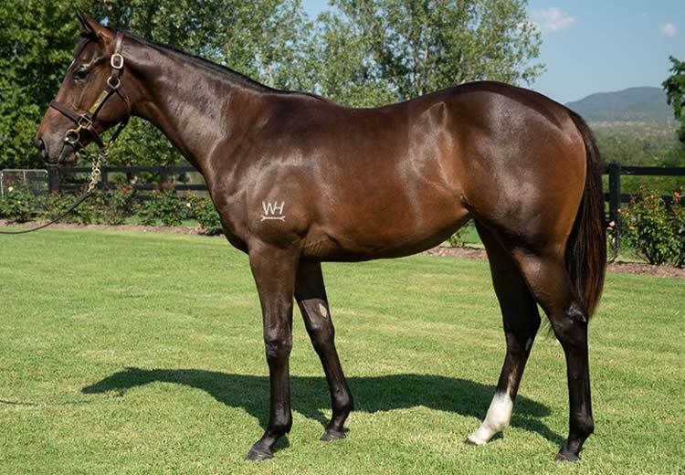 Pierro a Classic winner for Tyreel Stud