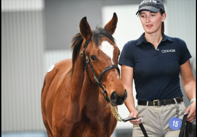 $500,000 Weanling and G3 Winner for Aussie Mare