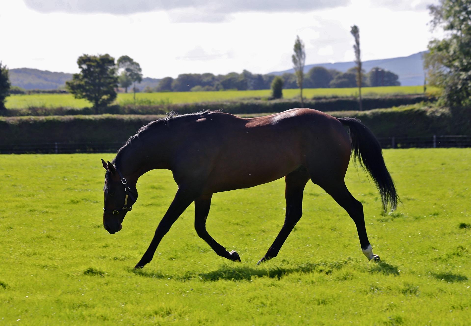 Winning Start Over Hurdles For Getaway Gelding