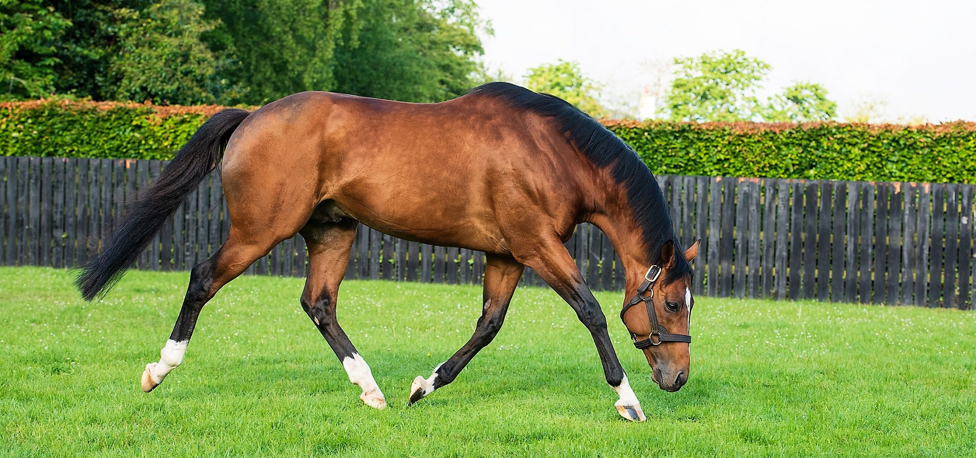 Coolmore Ireland | Home Of Champions | Coolmore Stud