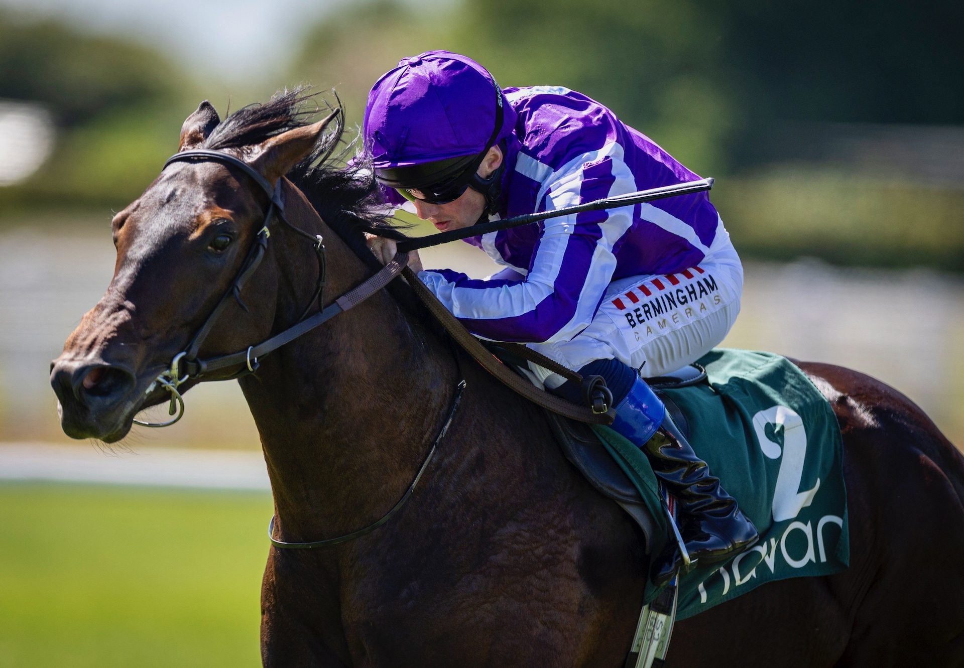 Starspangledbanner Colt Makes Impressive Start For Ballydoyle