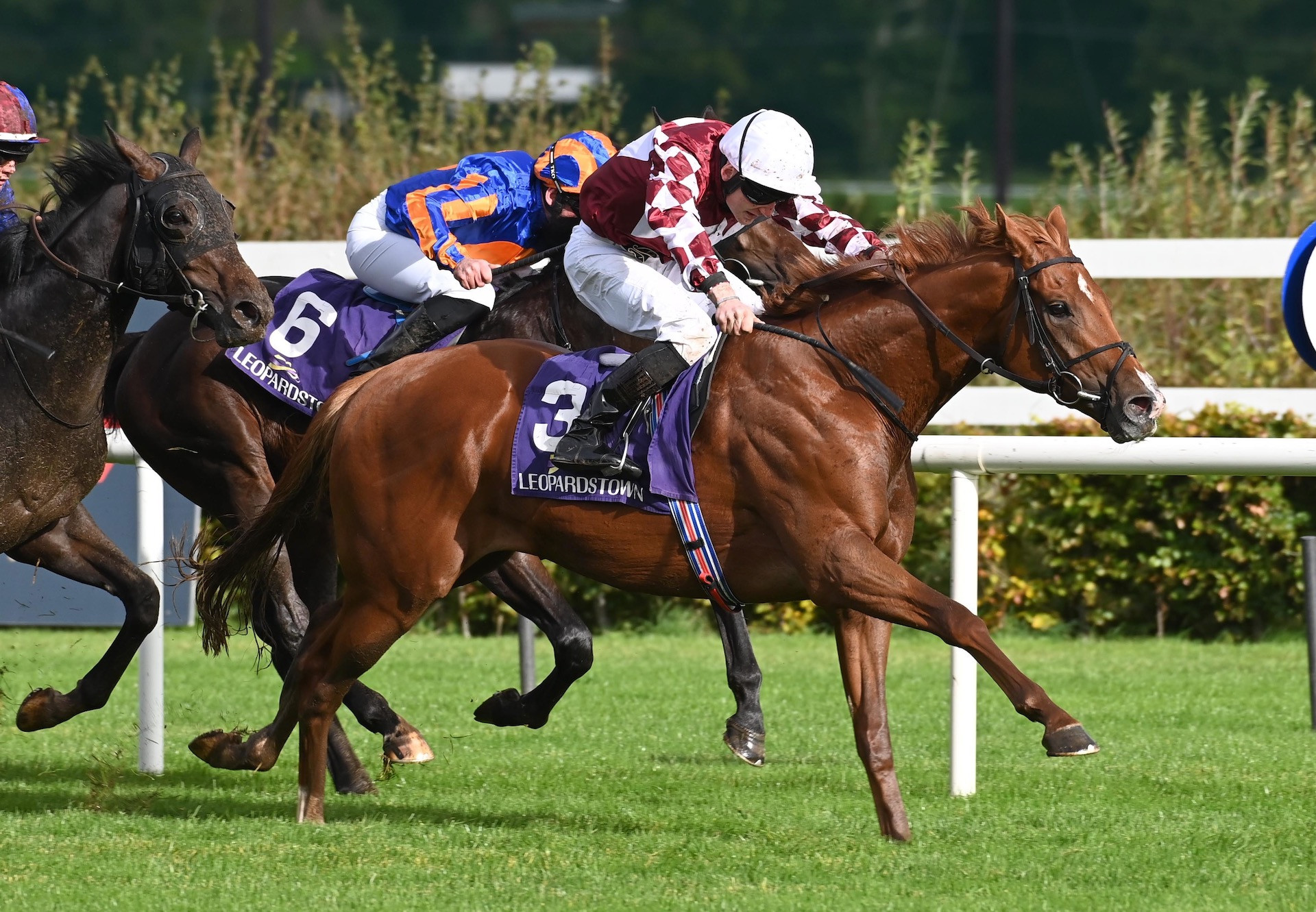 Starspangledbanner Colt Lands Leopardstown Maiden