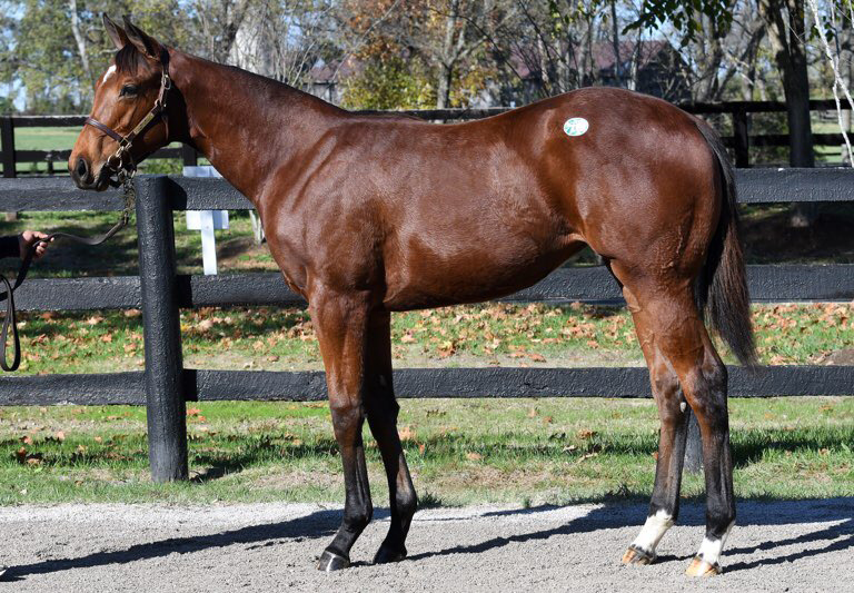 Uncle Mo Filly On Top At Fasig-Tipton