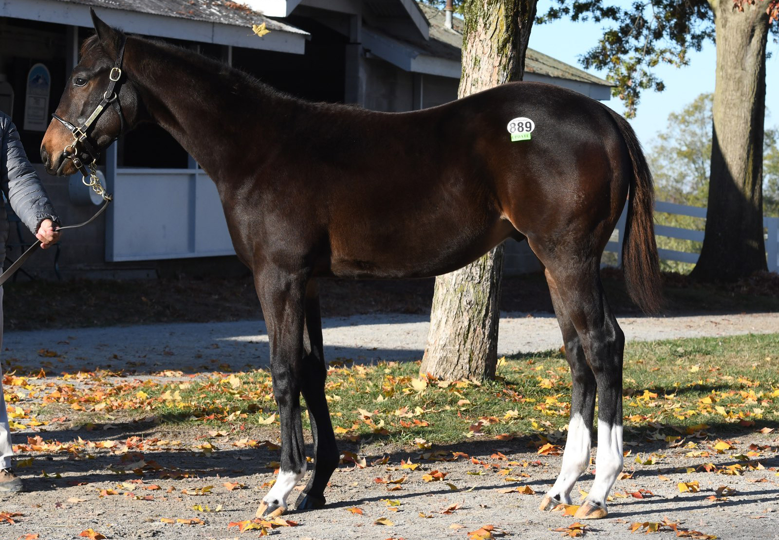 Regally Bred Classic Empire Colt Brings $285,000