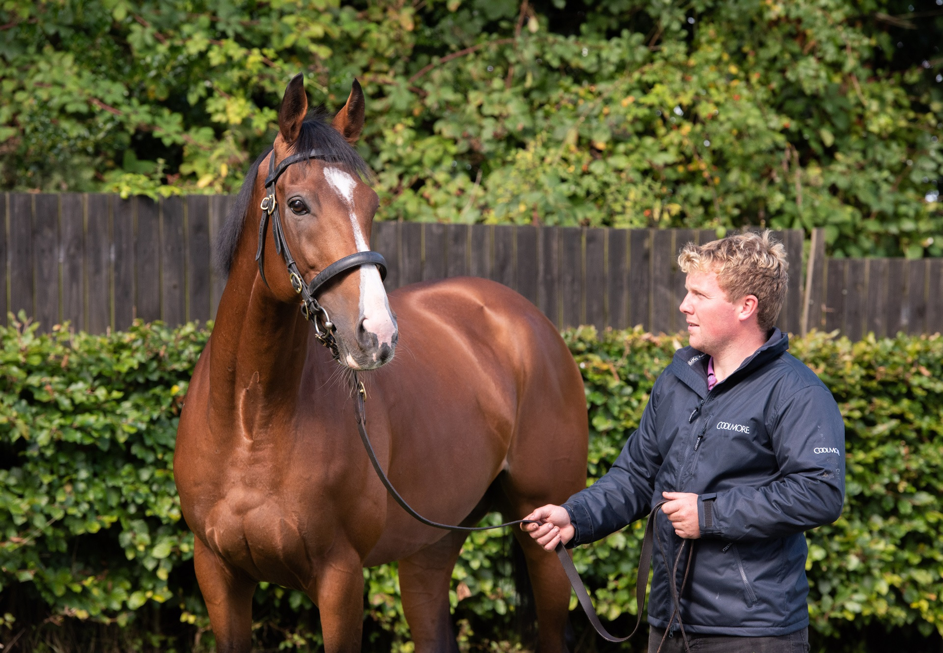First Crop Son Of Idaho Fetches Six-Figures At Cheltenham