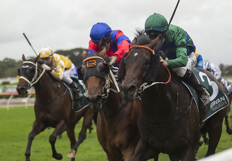 First Australian Group One Winner for So You Think