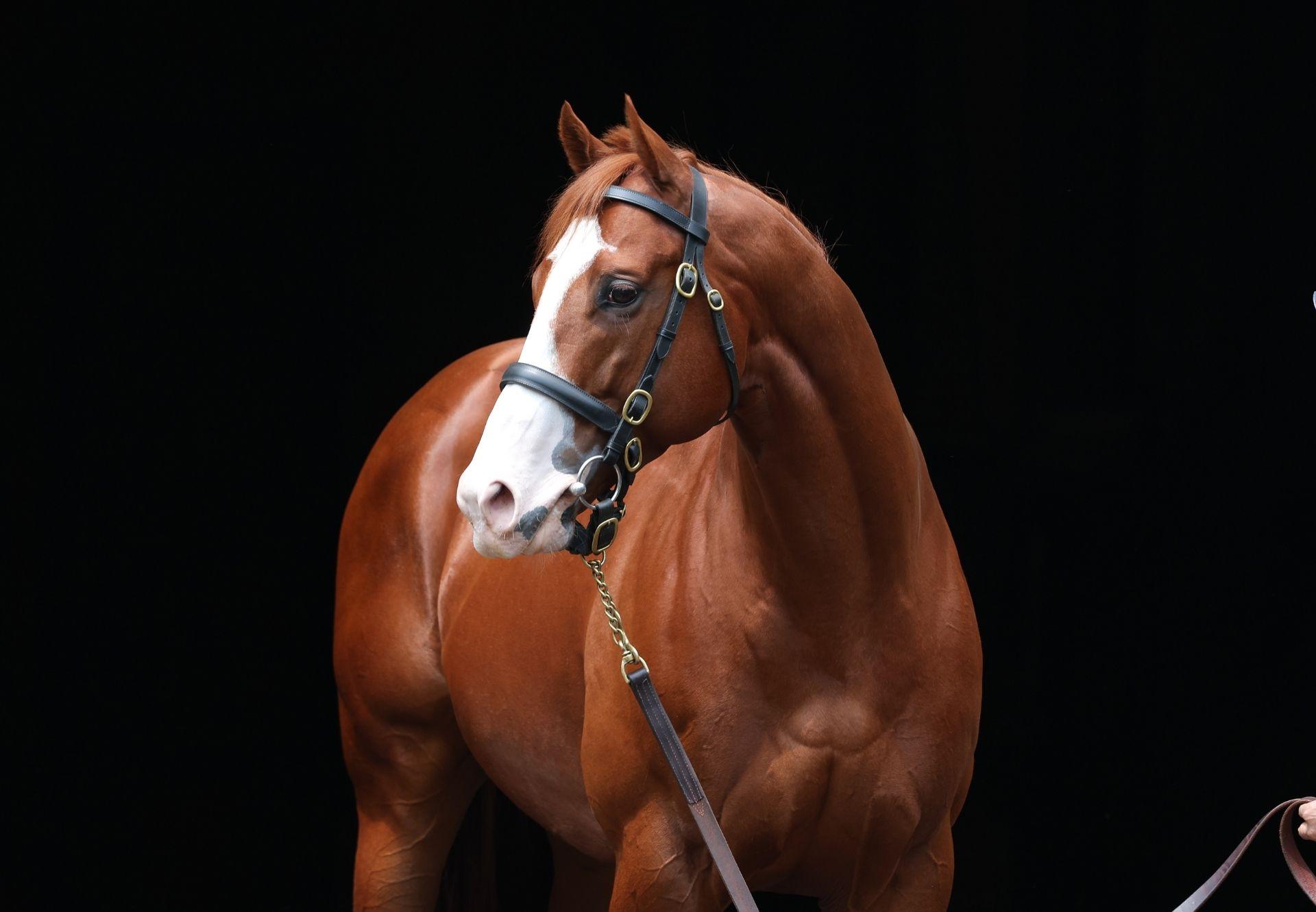 $350,000 Jack Christopher Colt On Top at Fasig-Tipton