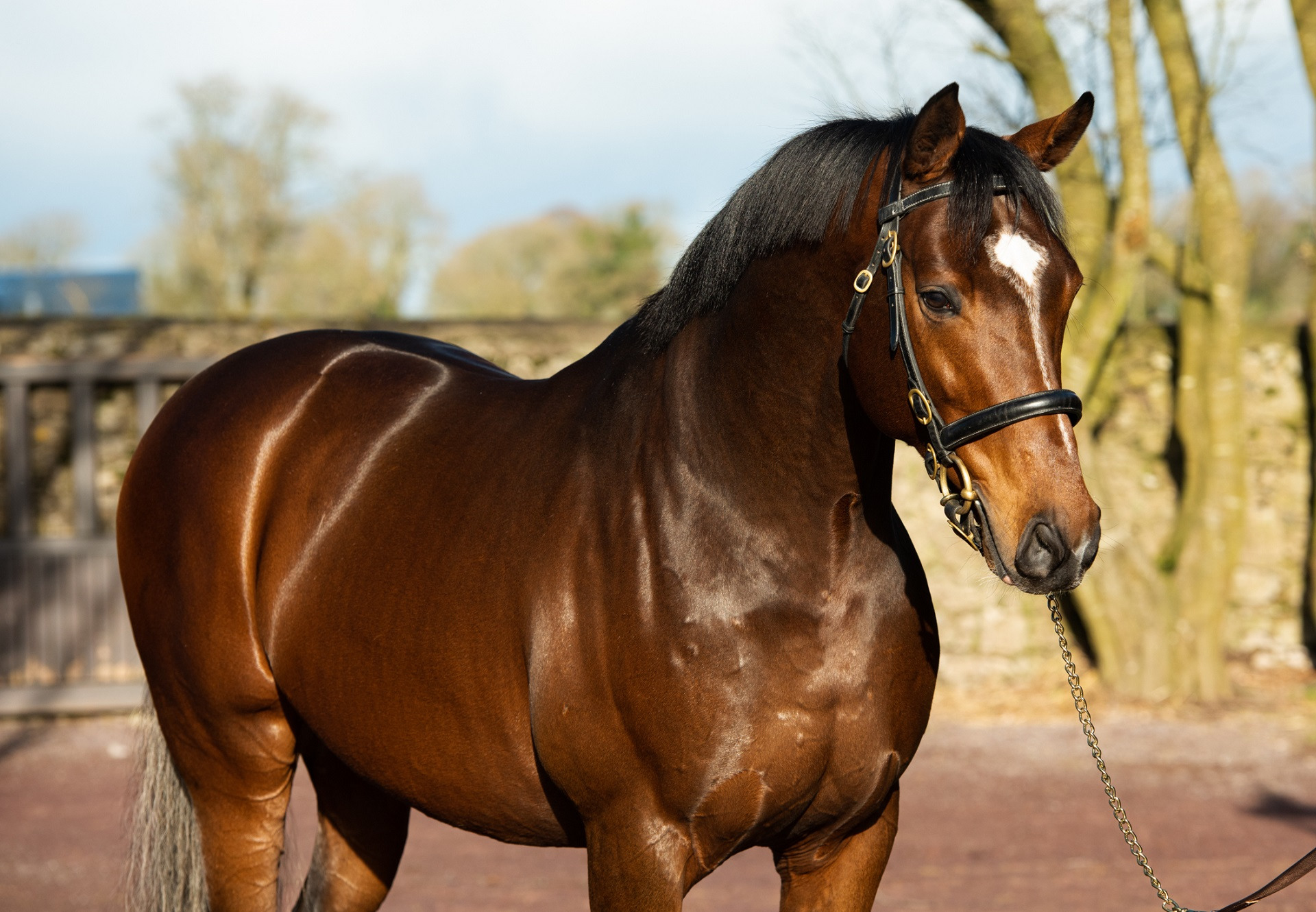 First foal a "cracking bay colt" for Kew Gardens