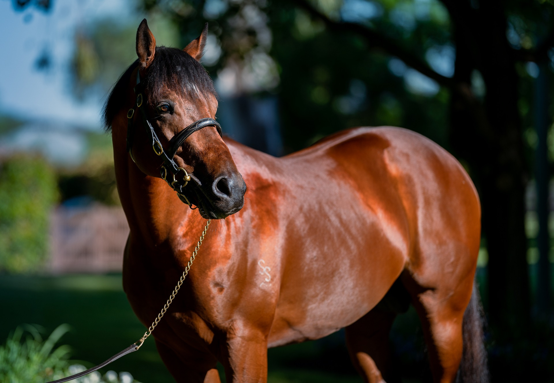 King’s Legacy, Australia’s Busiest First Season Sire for 2021