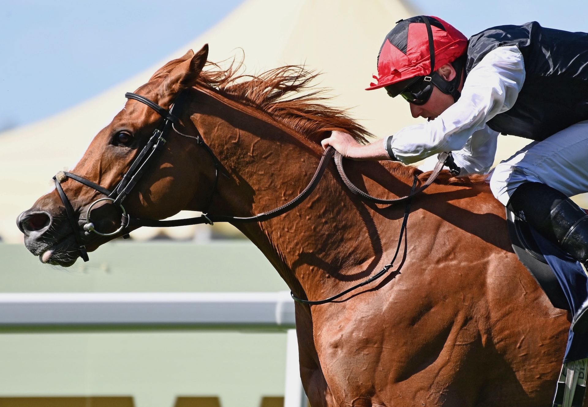 Ballydoyle Assemble Star-Studded Team for the Qatar Goodwood Festival