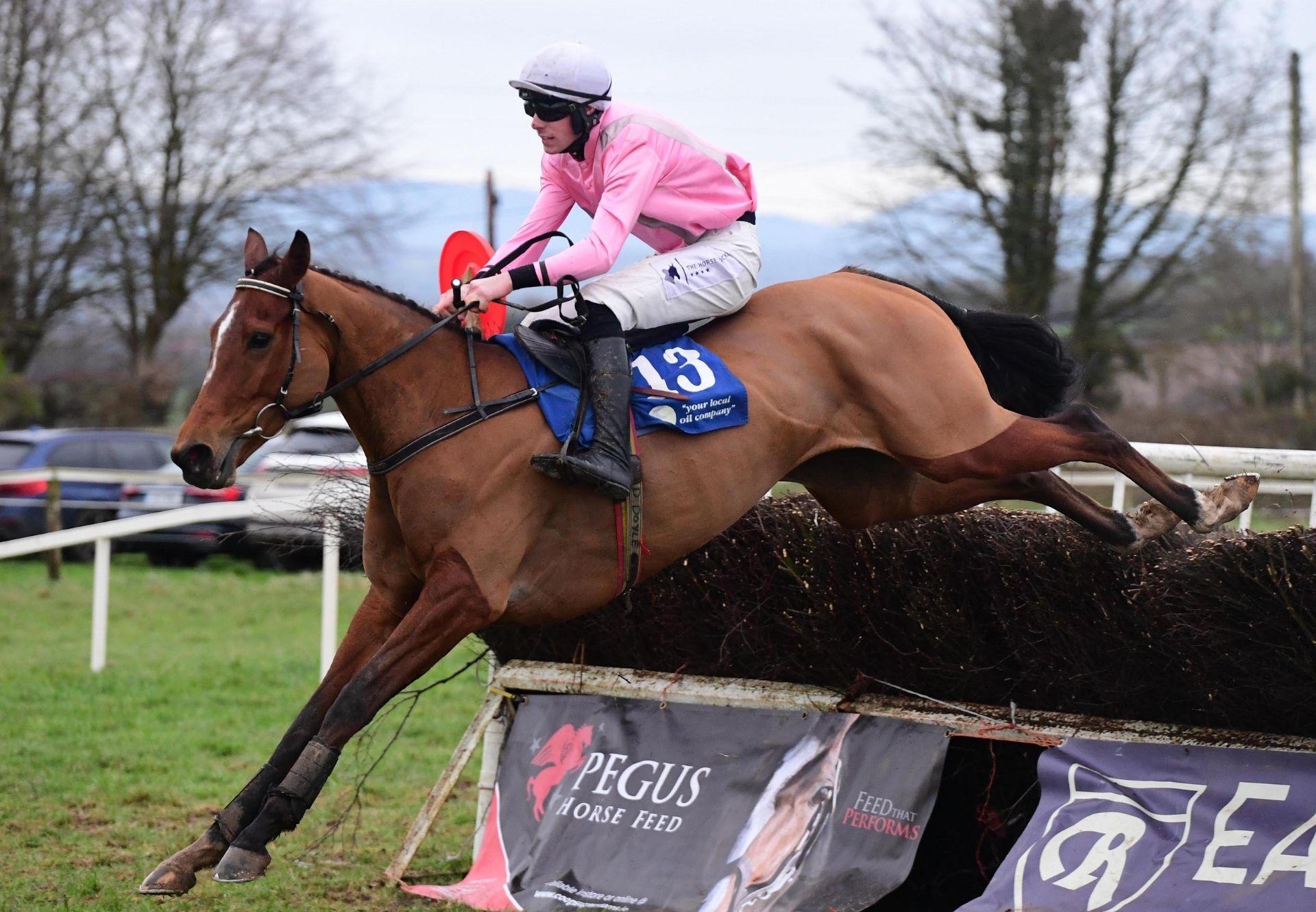 Promising Debut Point Win For Order Of St George Mare