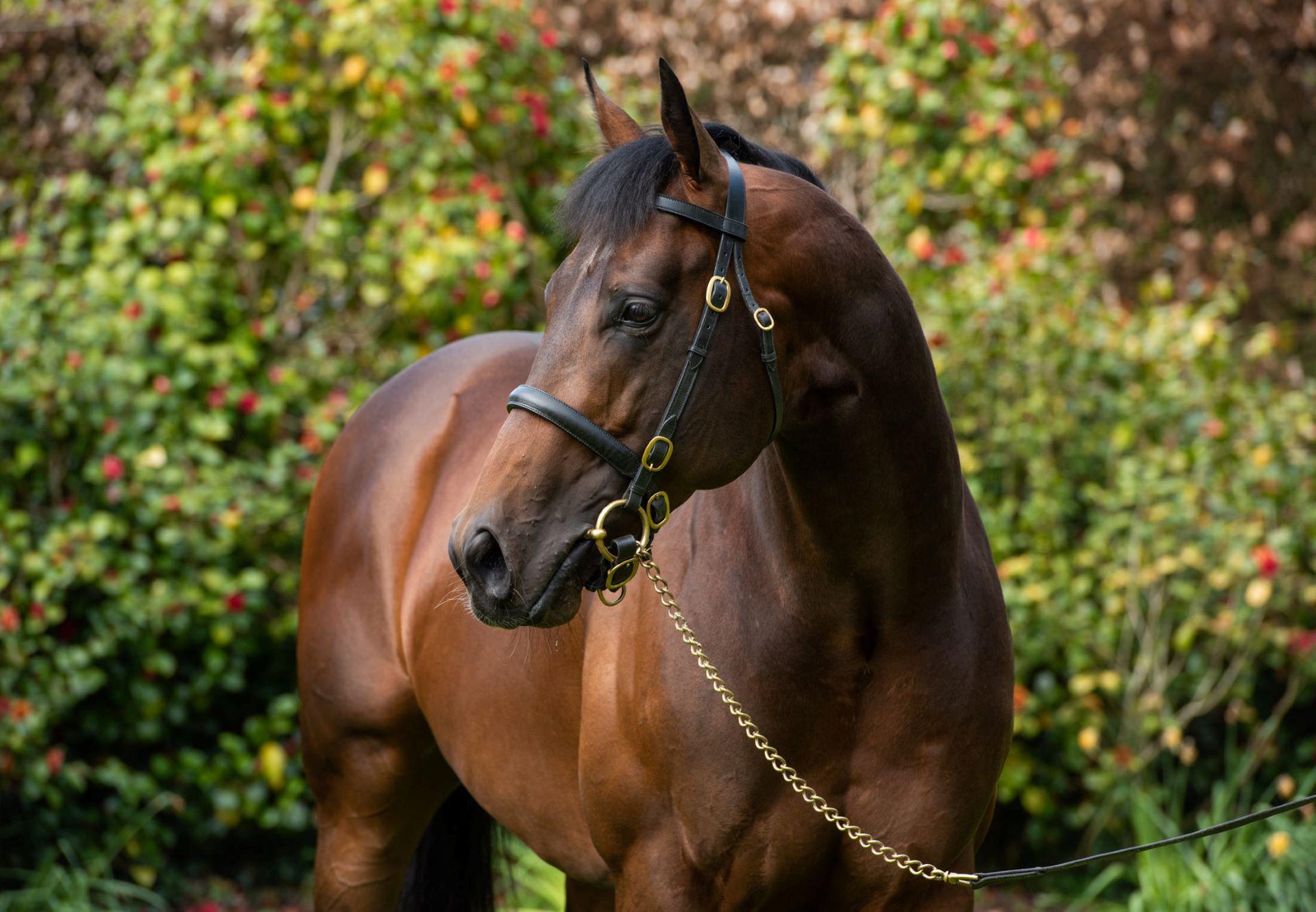 Son Of Magna Grecia Follows Up In Style