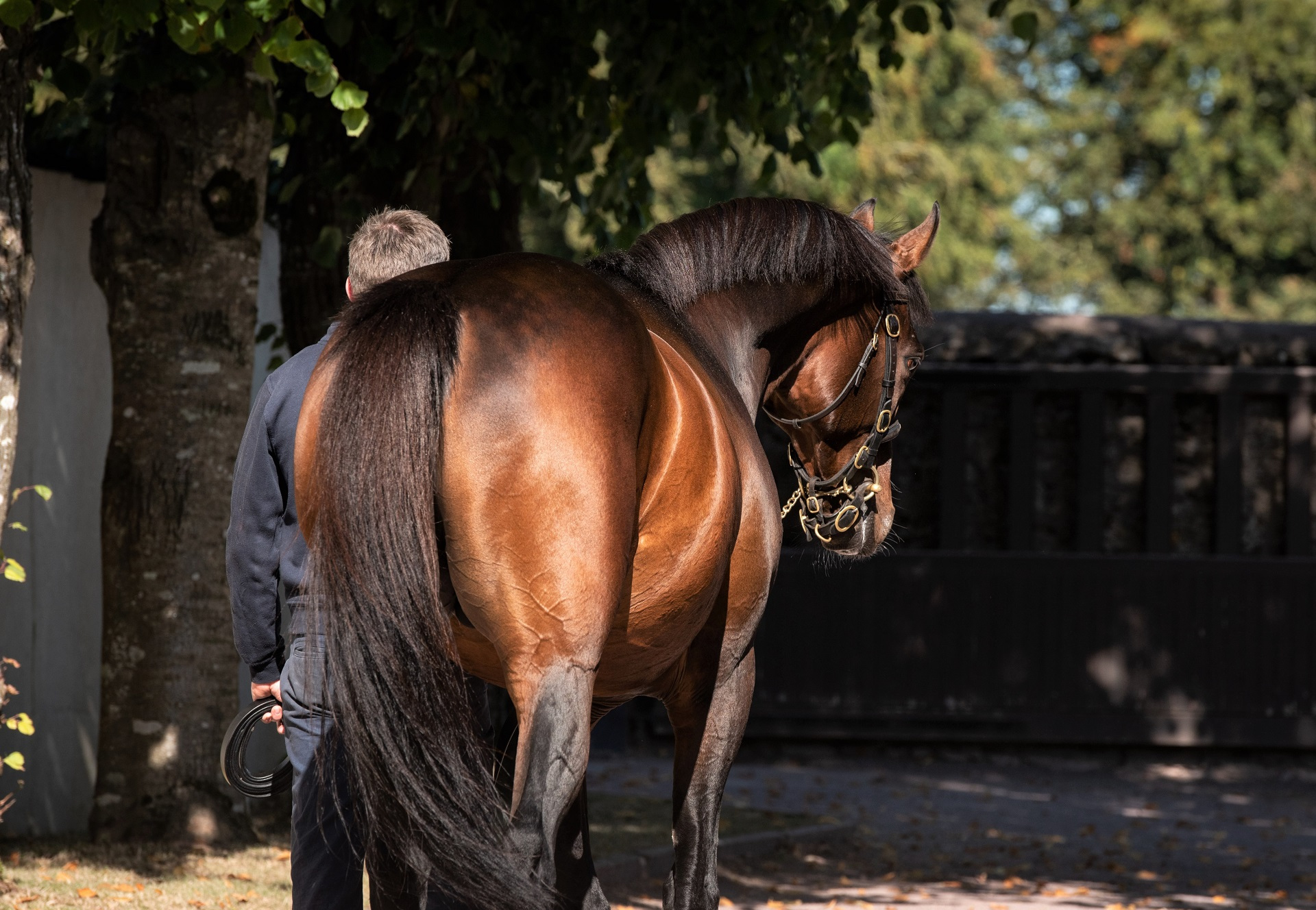 Promising Debut Point Win For Order Of St George Mare