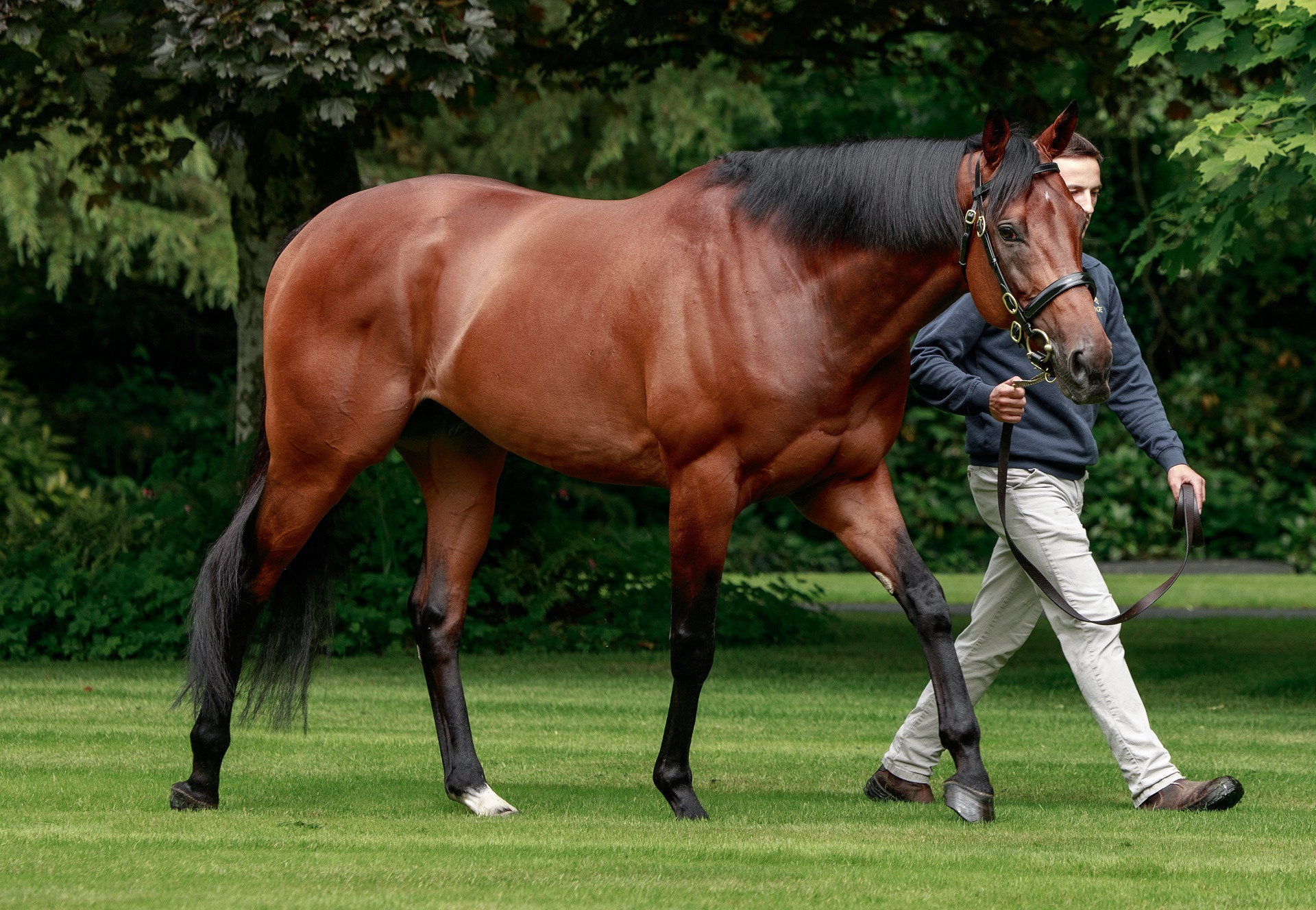 Paddington | Stallions - Coolmore Ireland
