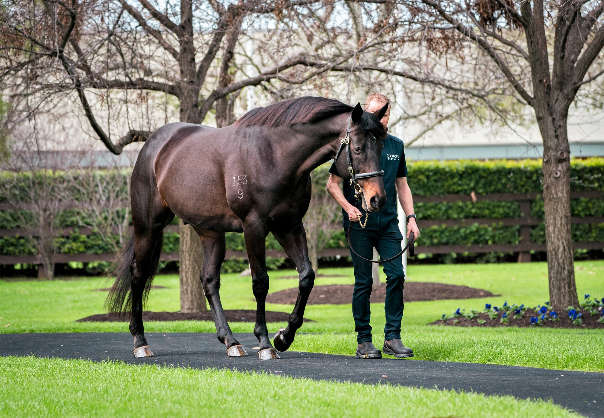 Promising 2YO Winner for Pierro
