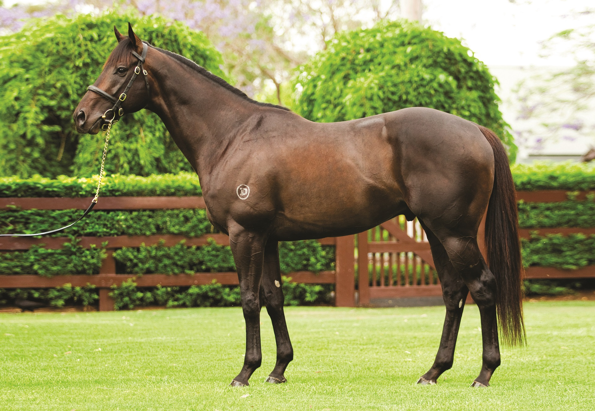 Fifth Winner for Pierro