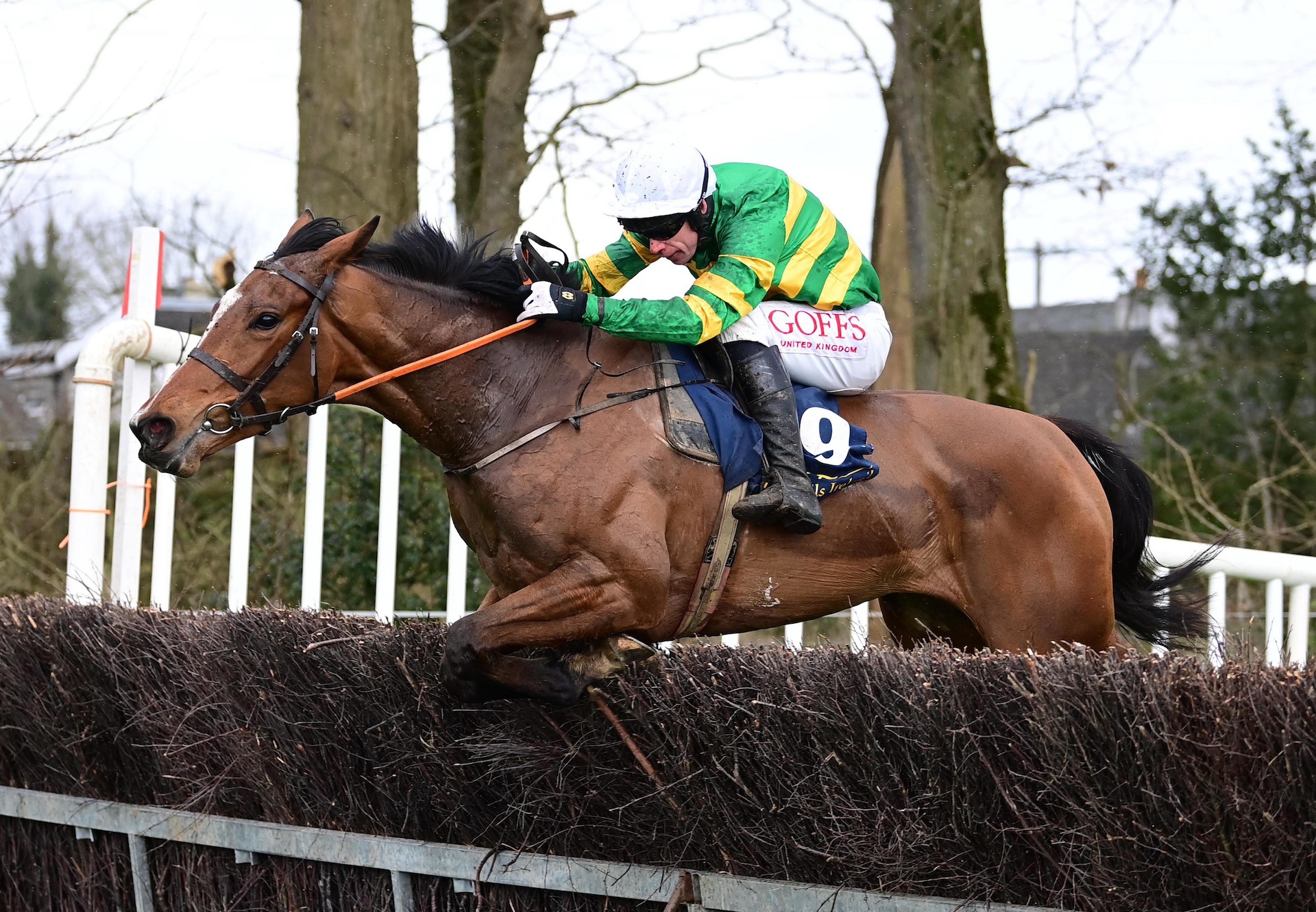 Another Debut Four-Year-Old Winner By Walk In The Park