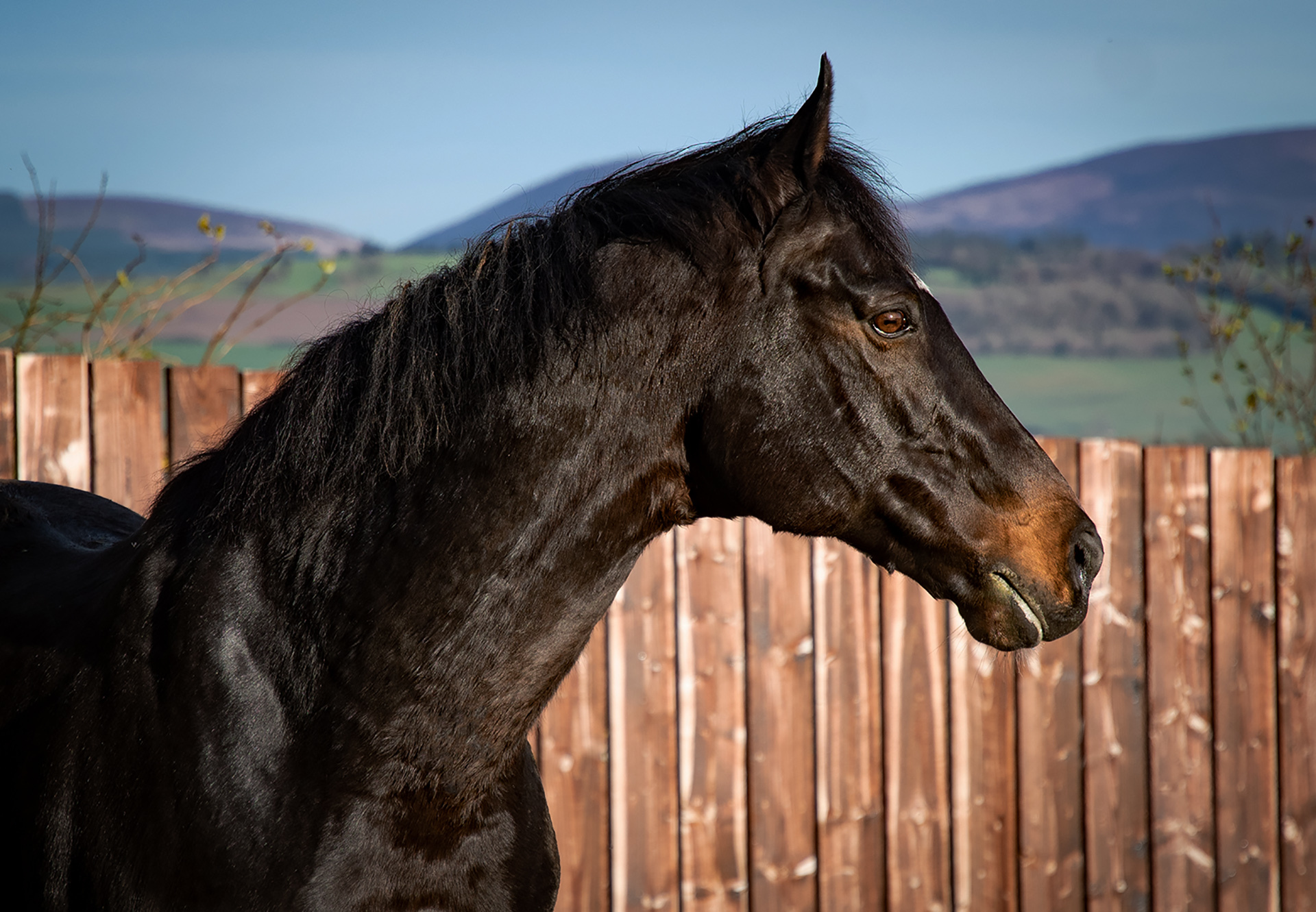 Smart Debut Winner By Soldier Of Fortune