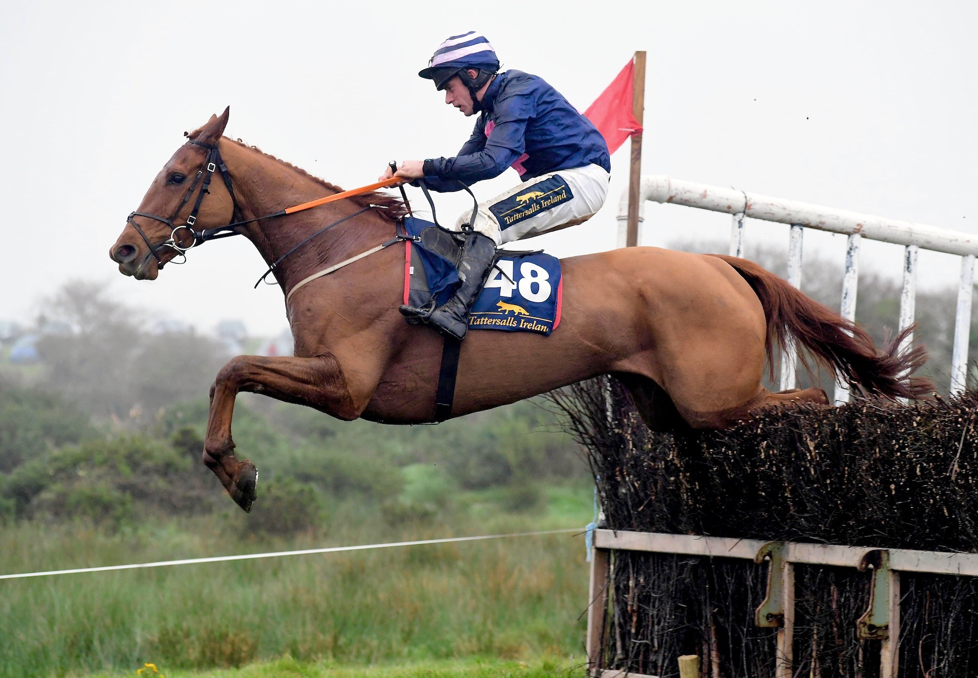 Impressive Four-Year-Old Winner By Soldier Of Fortune