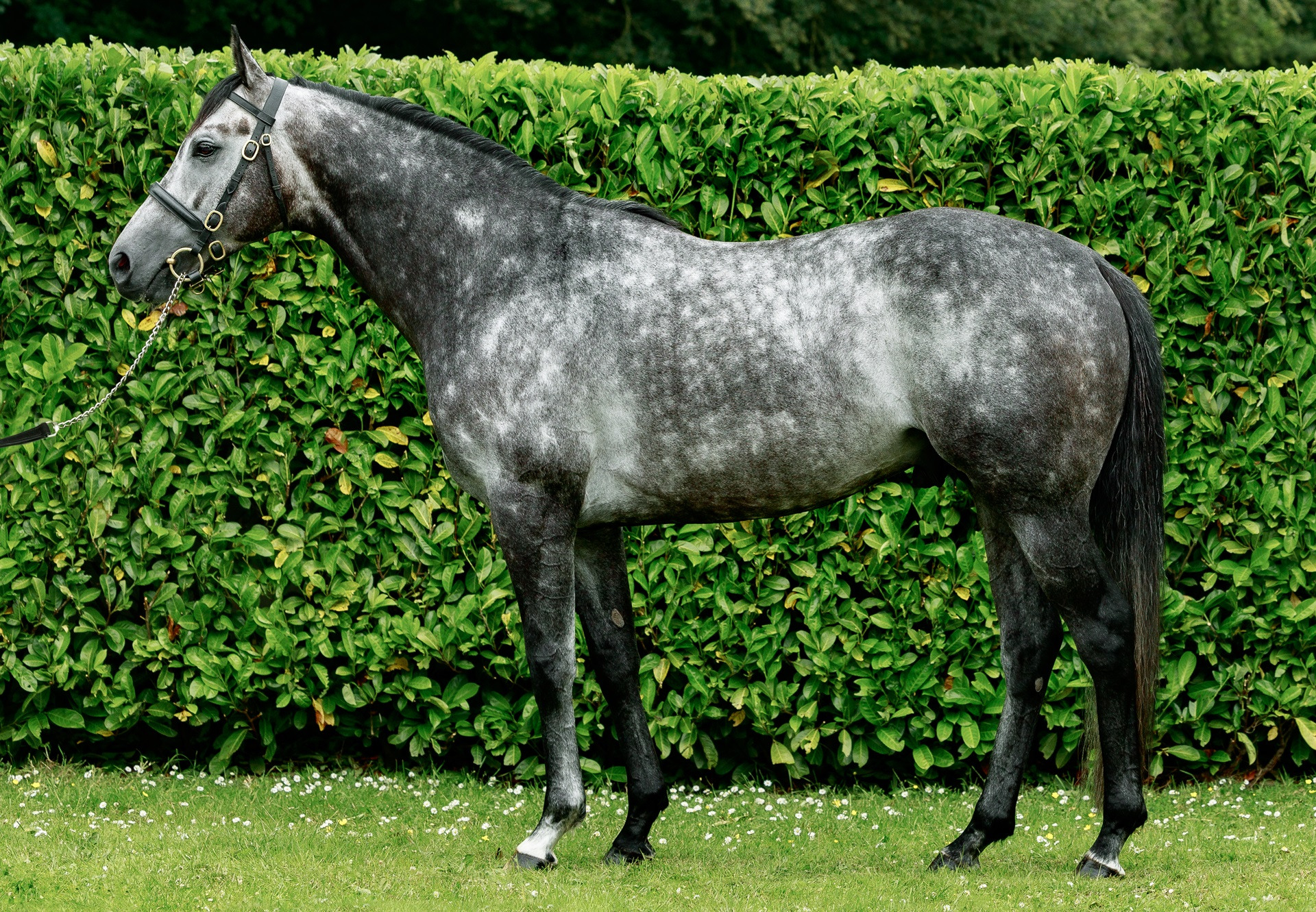 The Antarctic | Stallions - Coolmore Irealand
