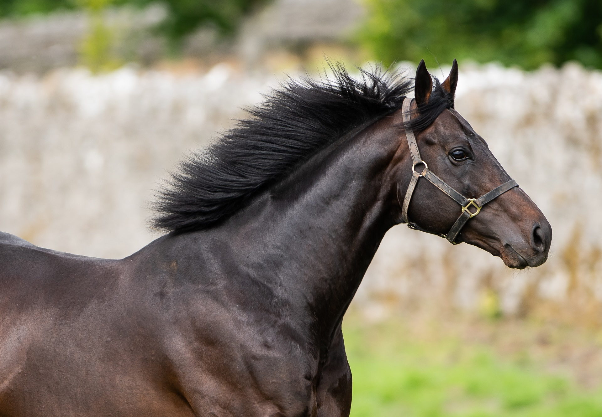 First Stakes Success For Son Of Vadamos