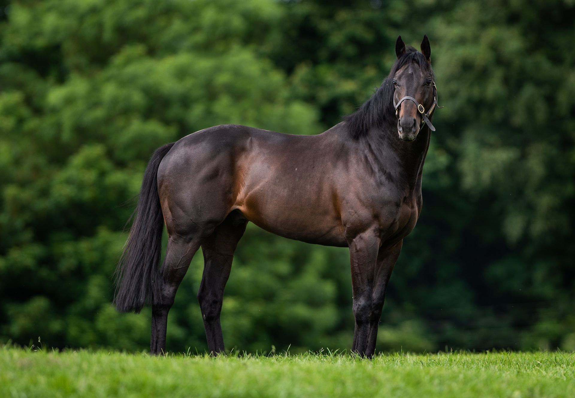 Promising Pair Post A Double For Vadamos At Larkhill