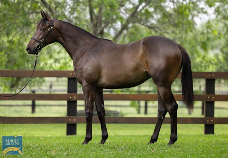 $500,000 for First Australian Bred Wootton Bassett