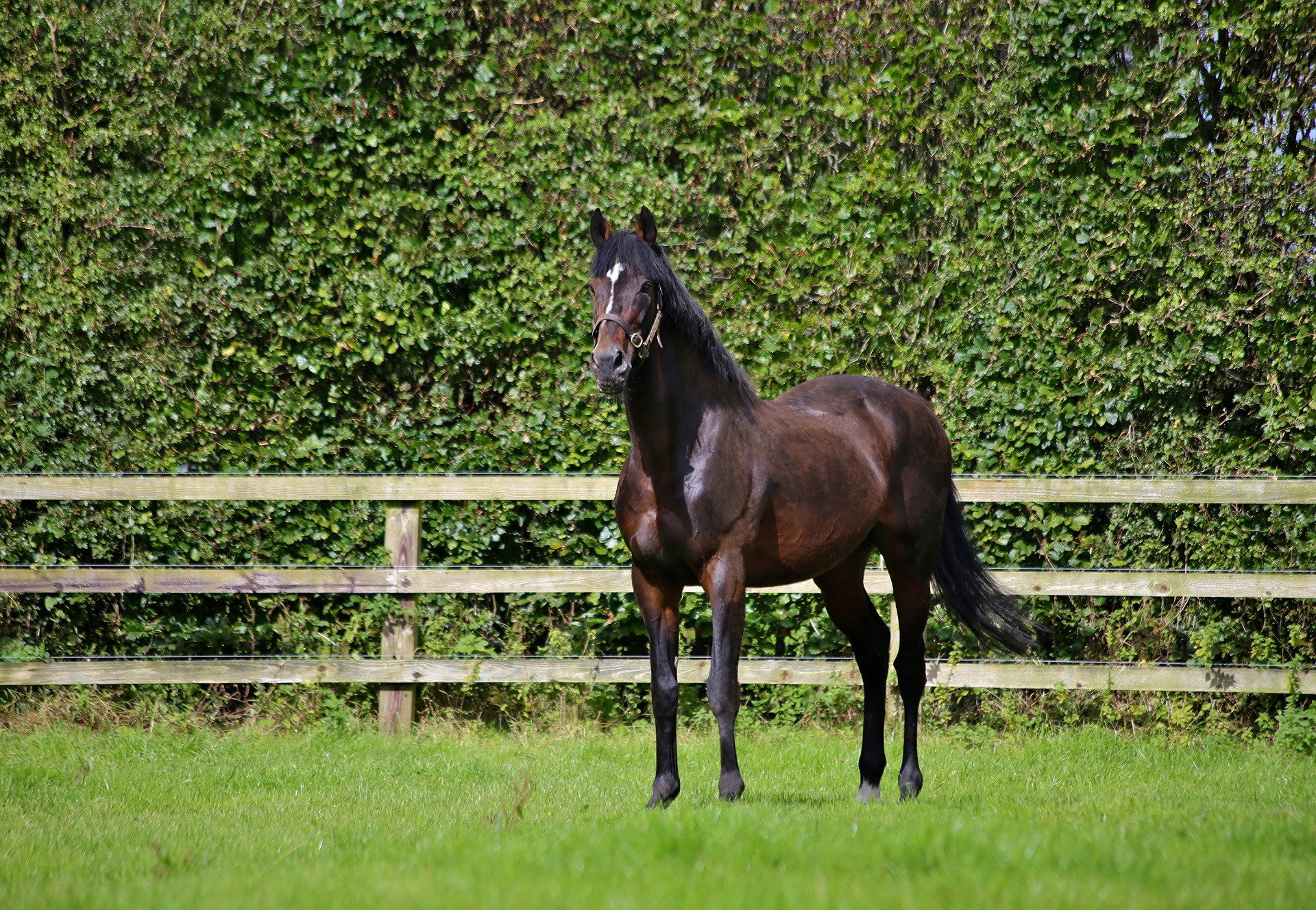 Nomination to any Coolmore NH Sire on offer in Aid of the Aaron Fahey ...