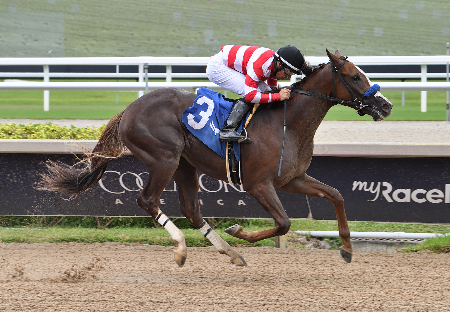 Stakes Winning Wayne’s Law Latest Impressive Tiz The Law Juvenile