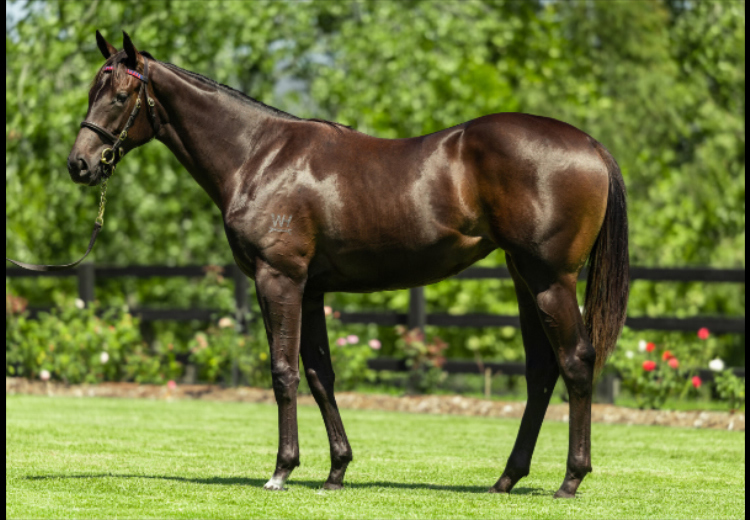 $240,000 for Yes Yes Yes Filly