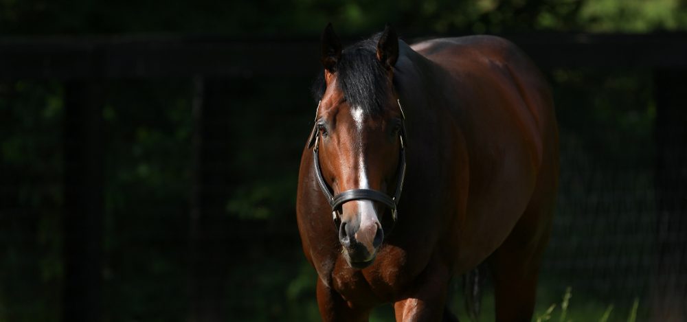 Coolmore America | Farms