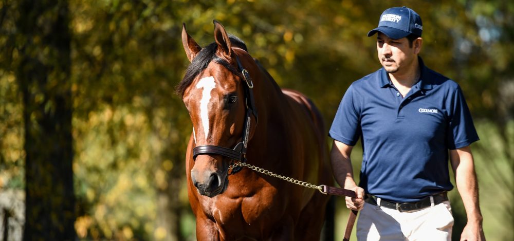 Coolmore America | Home Of Champions | Ashford Stud