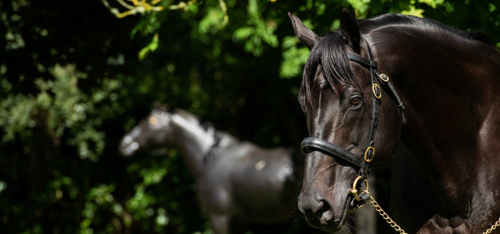 Coolmore Ireland | Home Of Champions | Coolmore Stud