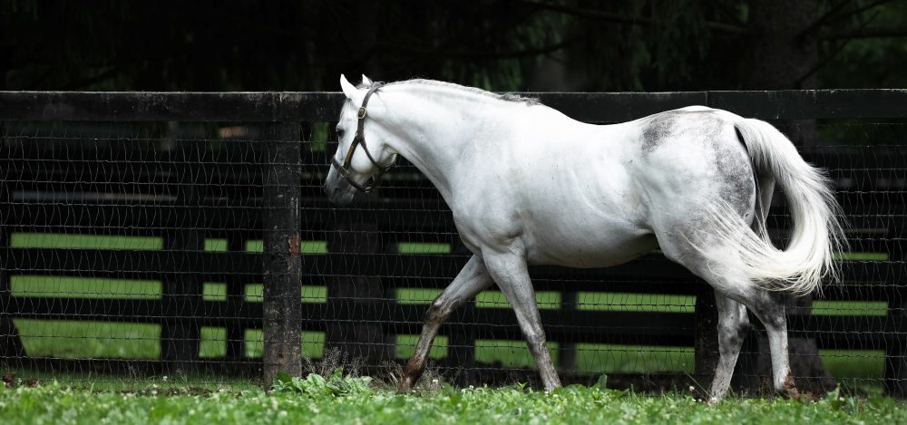 Coolmore America | Farms