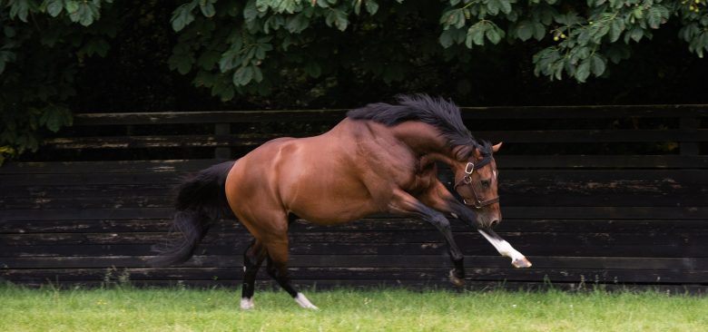 Coolmore Ireland | Home Of Champions | Coolmore Stud